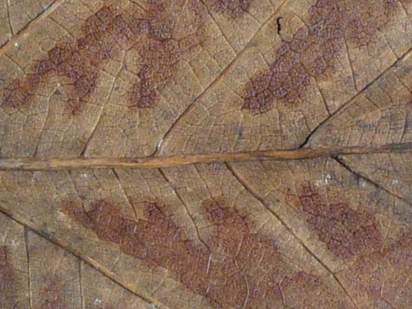 texture 0077 - Texturelib